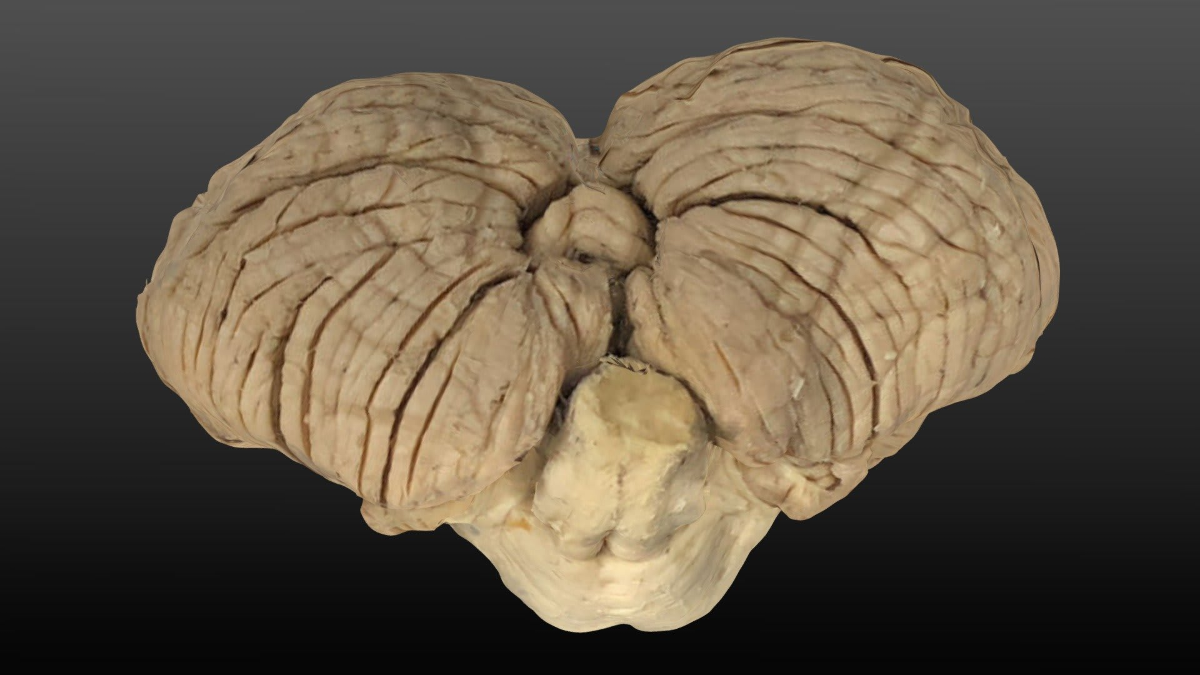 Cerebellum and Brainstem Fig. 4A | 3D Models | The Neurosurgical Atlas