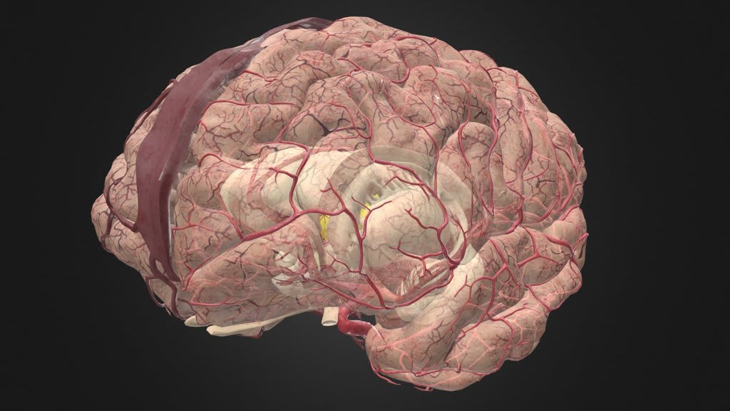 Cerebrovascular Anatomy with Superficial and Deep Structures | 3D ...