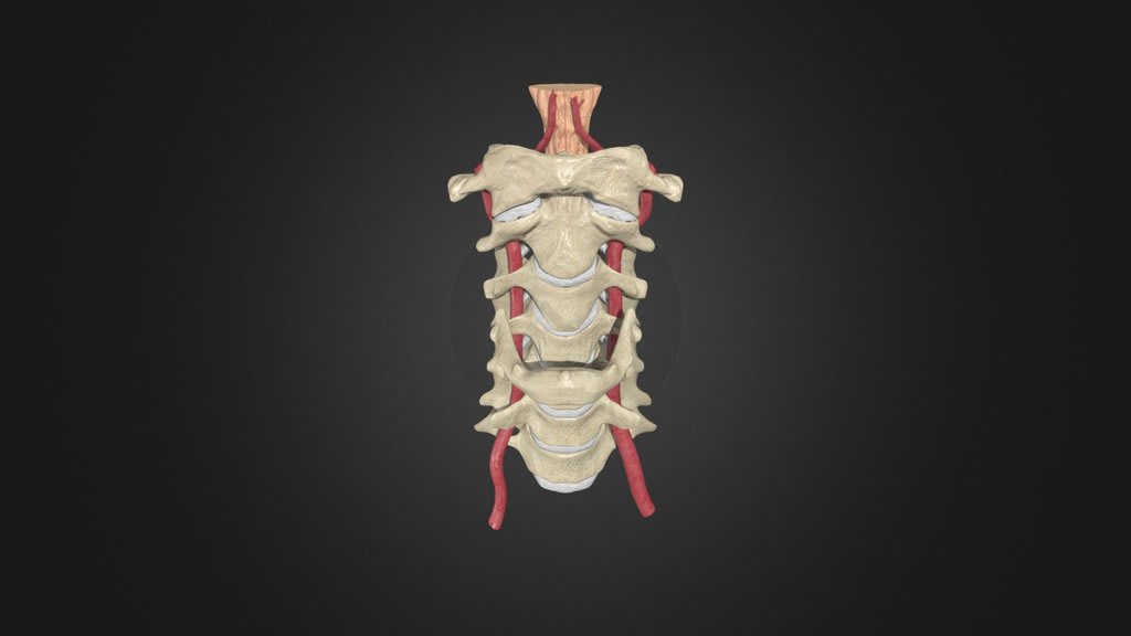 Cervical Spine | 3D Models | The Neurosurgical Atlas