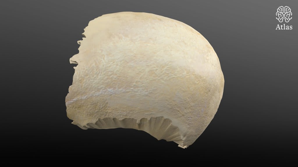 Left Parietal Bone | 3D Models | The Neurosurgical Atlas