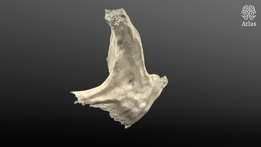 Left Zygomatic Bone | 3D Models | The Neurosurgical Atlas