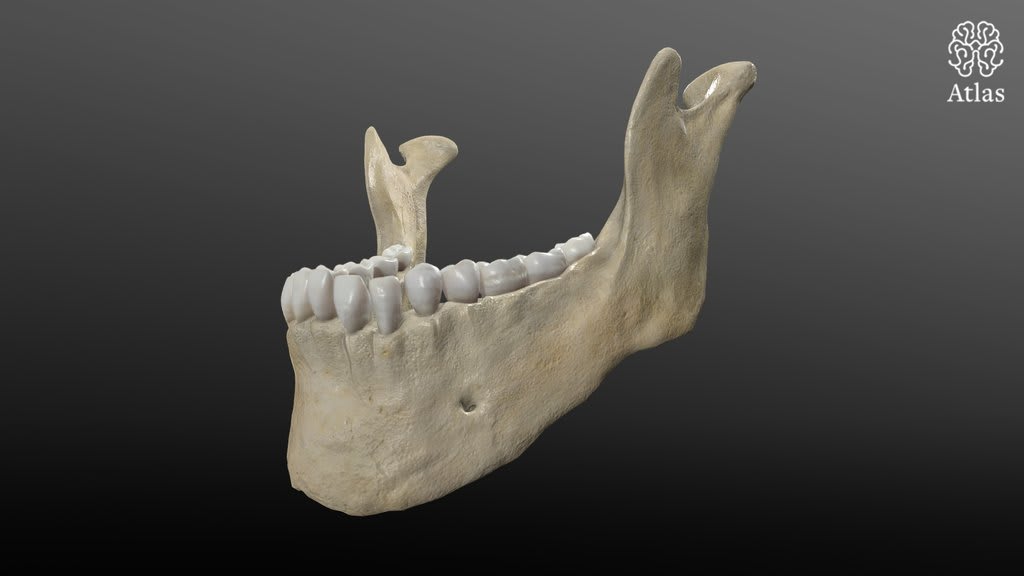 Mandible | 3D Models | The Neurosurgical Atlas