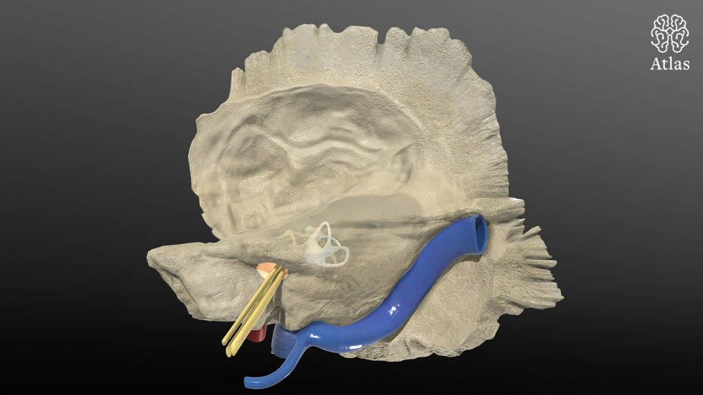 Temporal Bone Anatomy | 3D Models | The Neurosurgical Atlas