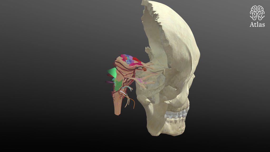 Transparency Filter Test | 3D Models | The Neurosurgical Atlas