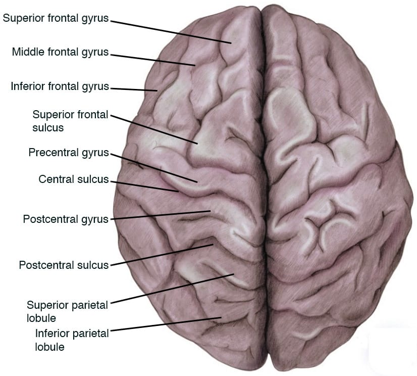 Parietal Approach | Meyer Collection | Volumes | The Neurosurgical Atlas
