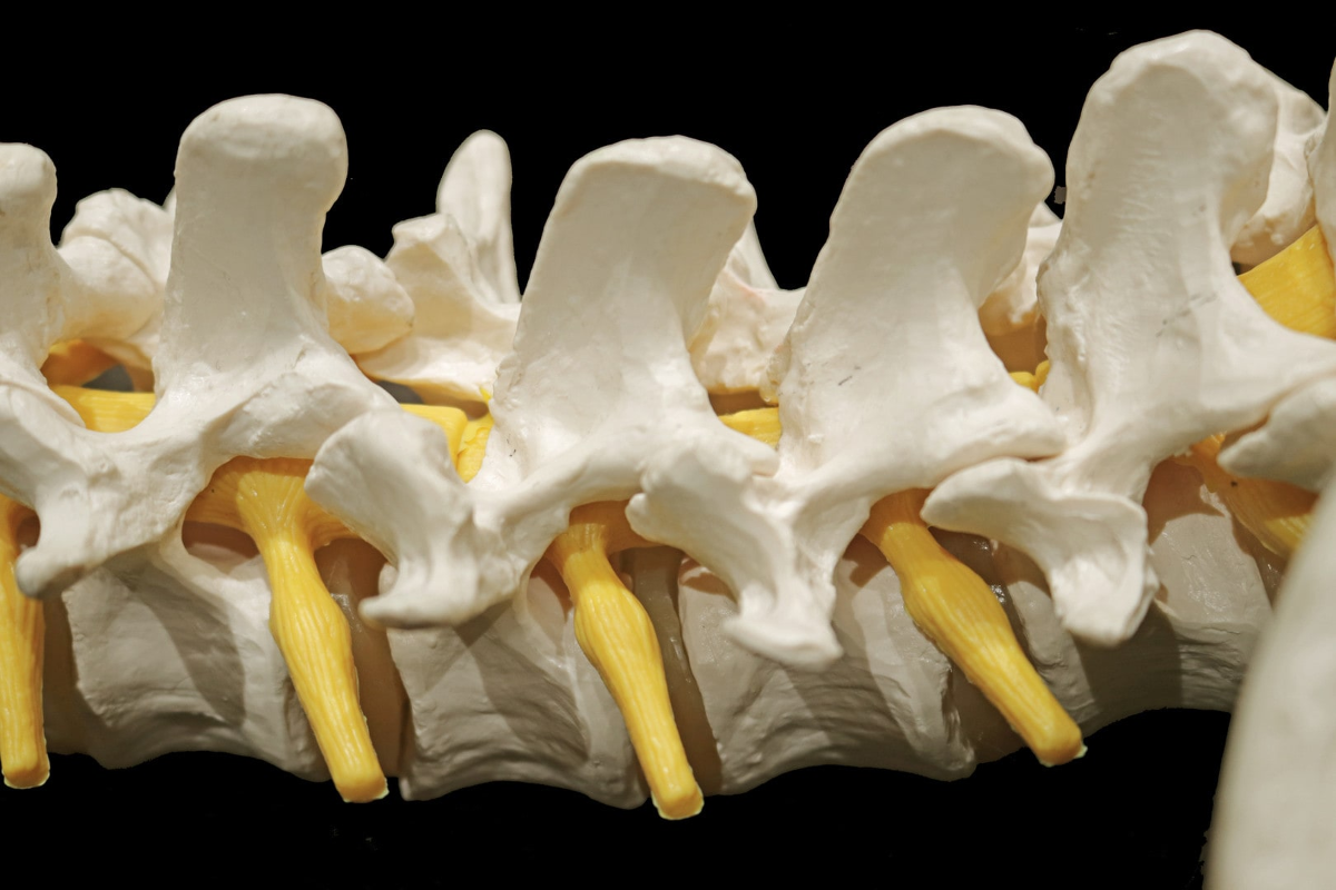 Left Lateral View of Lumbar Vertebrae and Associated Spinal Nerves ...