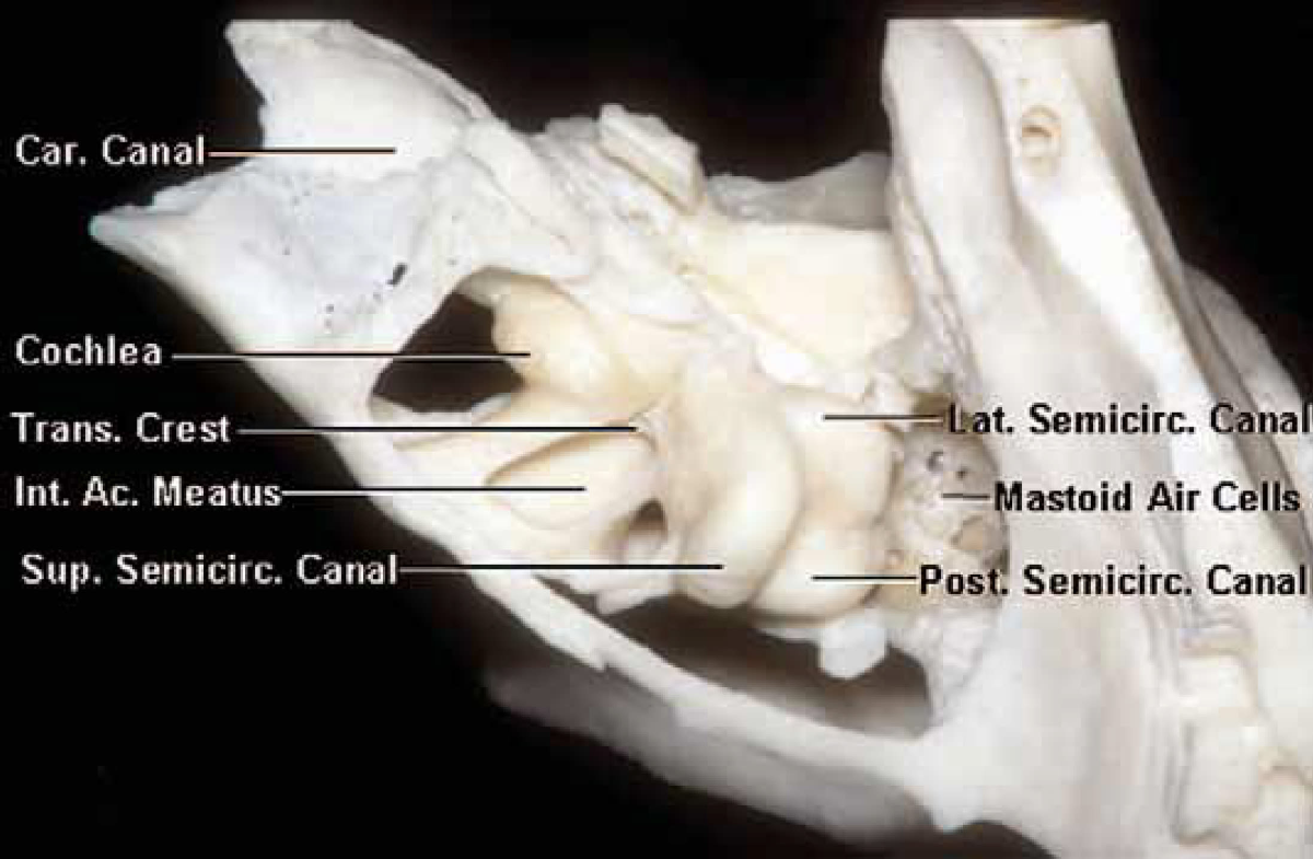 The Osseous Capsule of the Cochlea, Semicircular Canals, and Internal ...