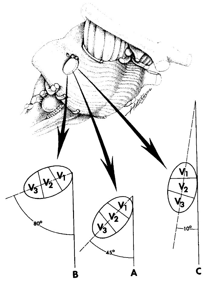 Variability of the Longest Axis of the Elliptical Cross Section of the ...