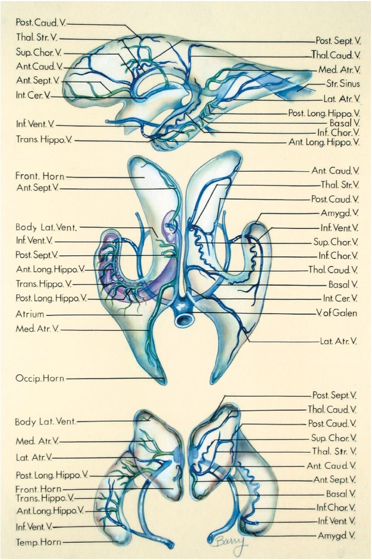 Venous Relationships of the Lateral Ventricles: Lateral, Anterior, and ...